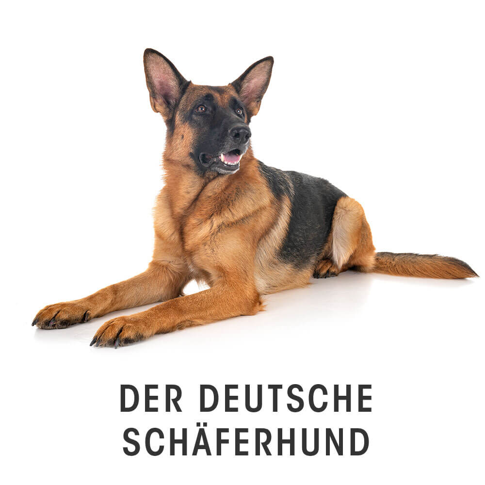 Deutscher Schäferhund Hunderasse Portrait. Merkmale der Rasse ...