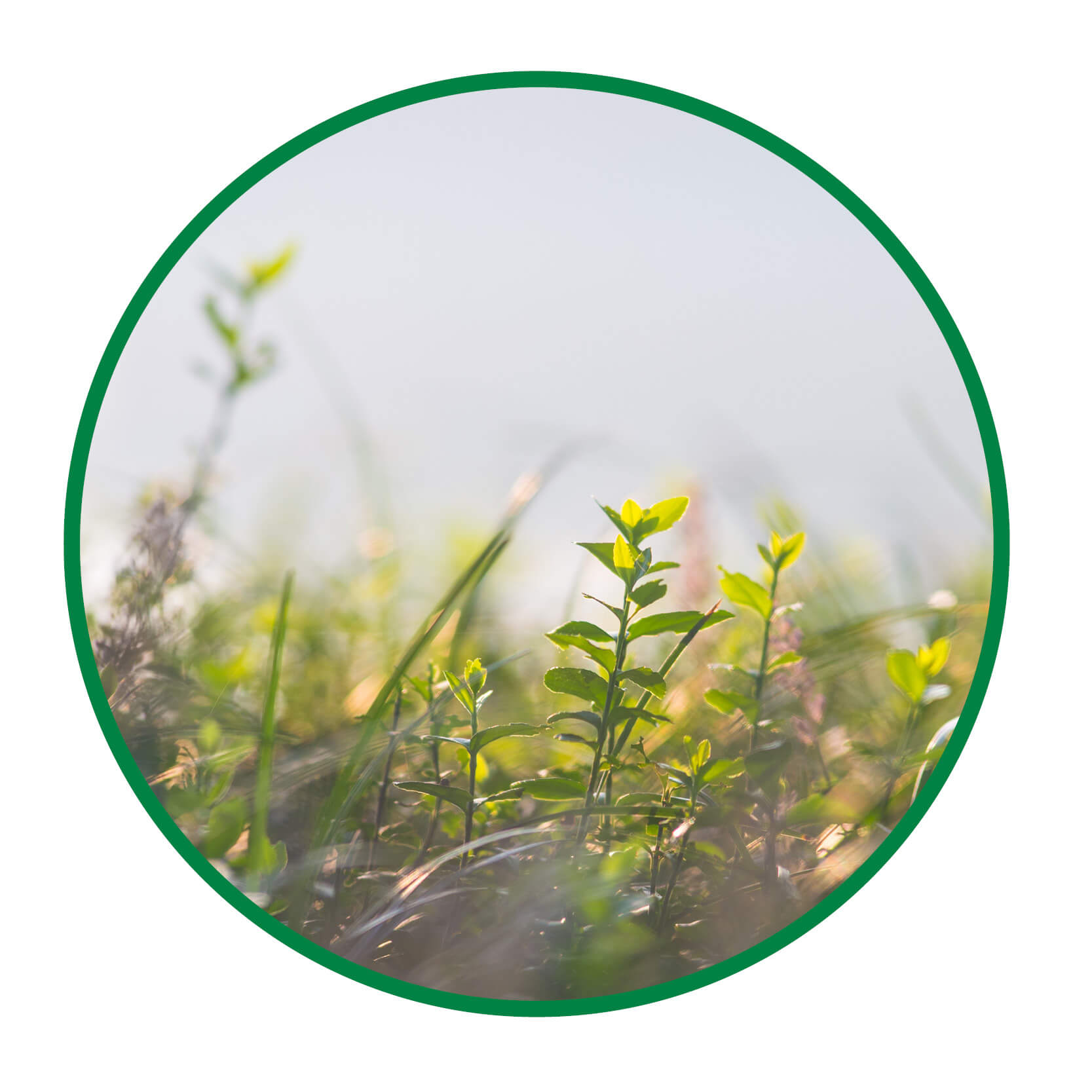 cdVet.de - Ihr Partner für natürliche Tiergesundheit