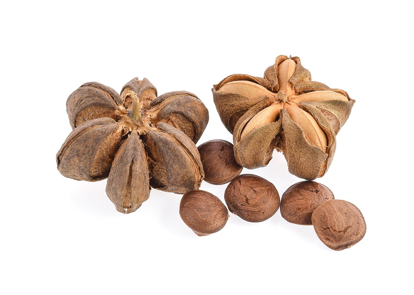 Sacha Inchi | Natural good Health for your animal