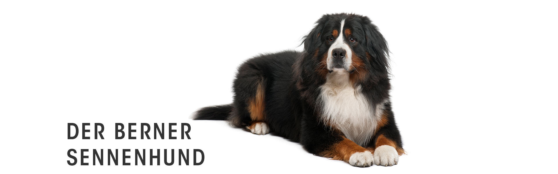 Berner Sennenhund Hunderasse Portrait. Merkmale der Rasse, Gesundheit ...
