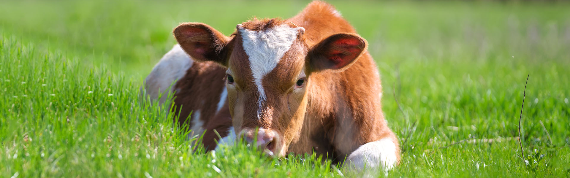 Produkte zur natürlichen Unterstützung junger Kälber von cdVet