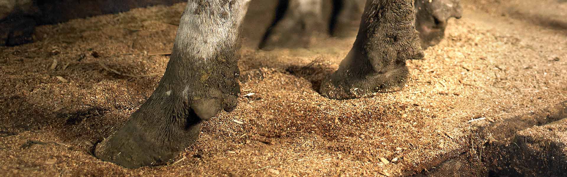 Natürliche Klauenpflege für Rinder mit Produkten von cdVet