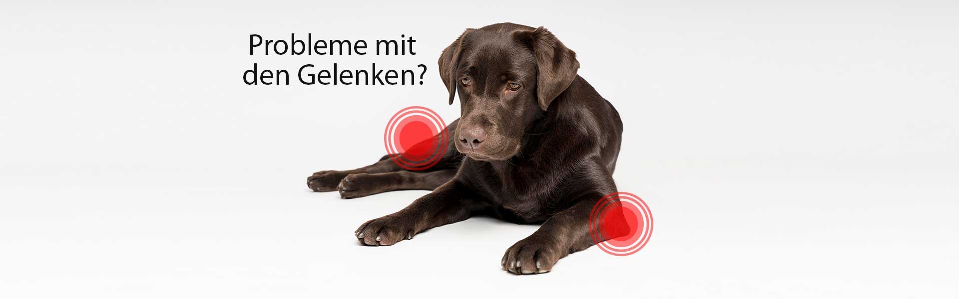 Wenn der Hund Probleme mit den Gelenken hat