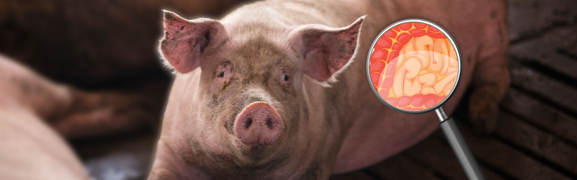 Natural support for the digestion of pigs from cdVet