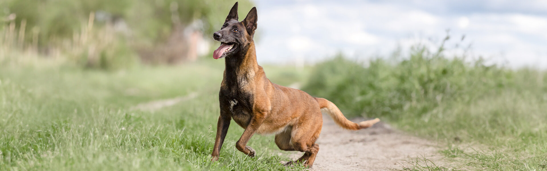 Malinois Hunderasse Portrait. Merkmale der Rasse, Gesundheit, Pflege ...
