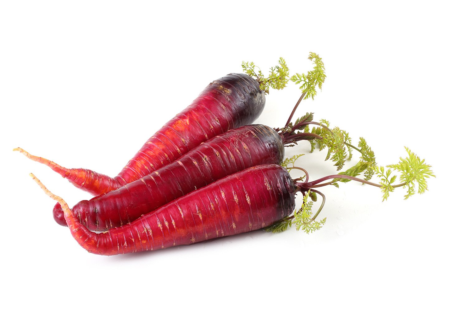 Red Carrot | Natural good Health for your animal