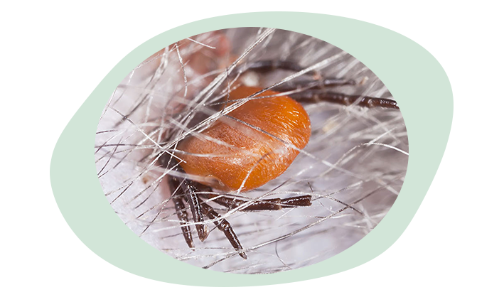 Natürlicher Schutz vor Zecken