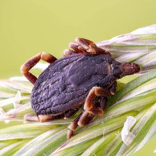 Zecken sind kleine und fast unsichtbare. Aber sehr gefährliche