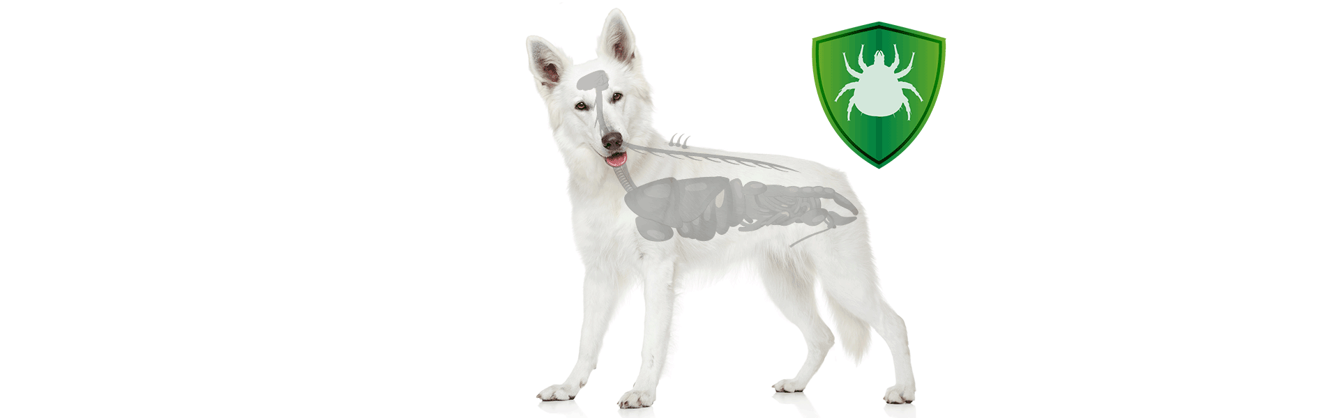 cdVet range on the subject of natural mites and mite control