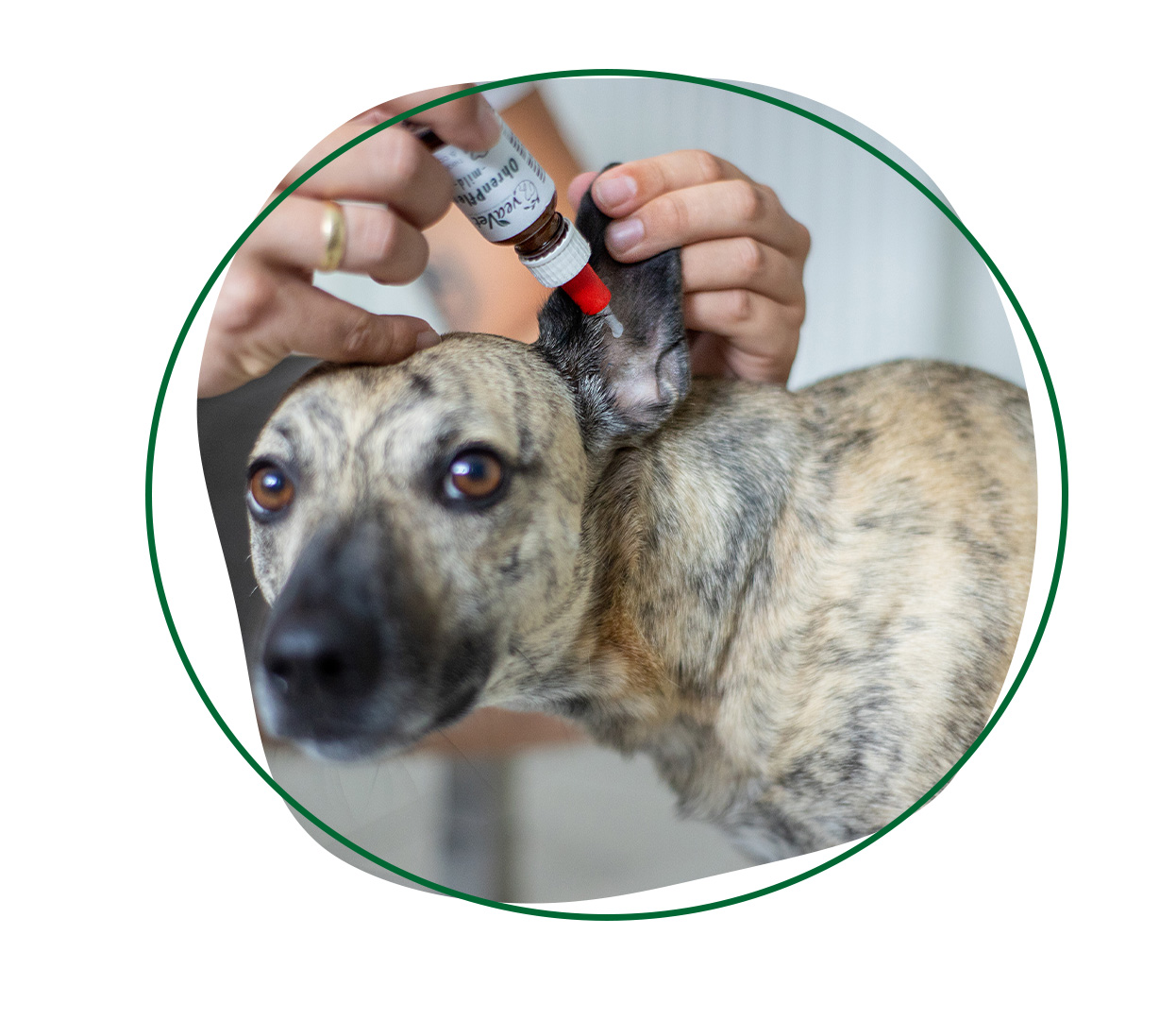 cdVet Store in Fürstenau