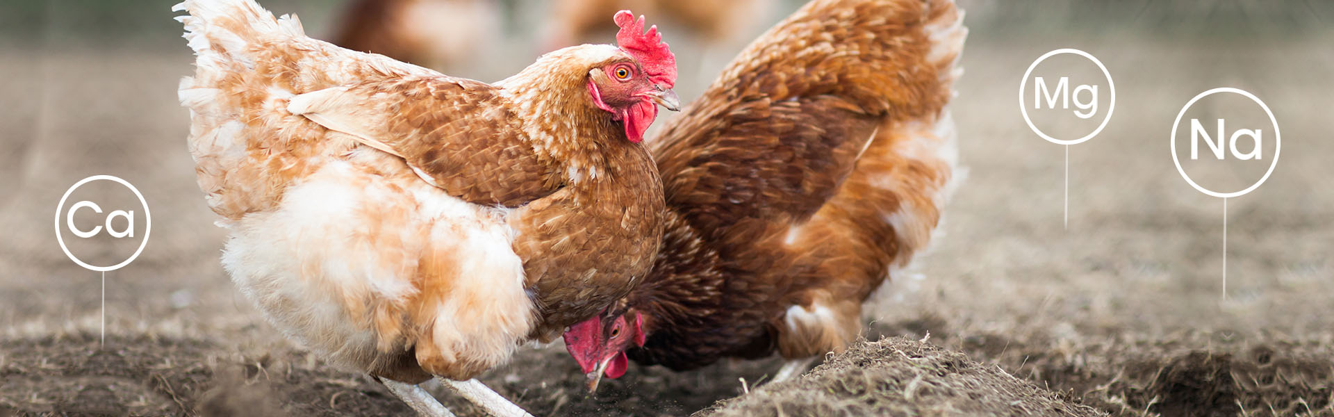 Natural minerals and metabolic products for poultry