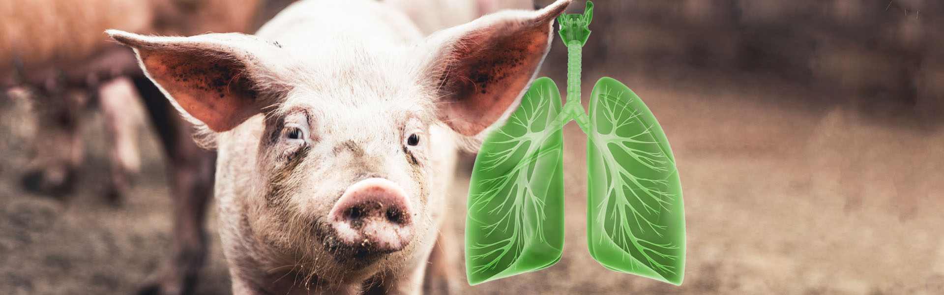 Strong & healthy respiratory system of your pigs with cdVet