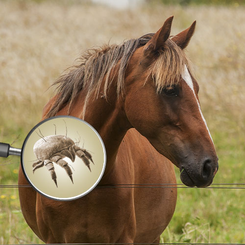 Milben – Sorten, Erkennung, Entfernung