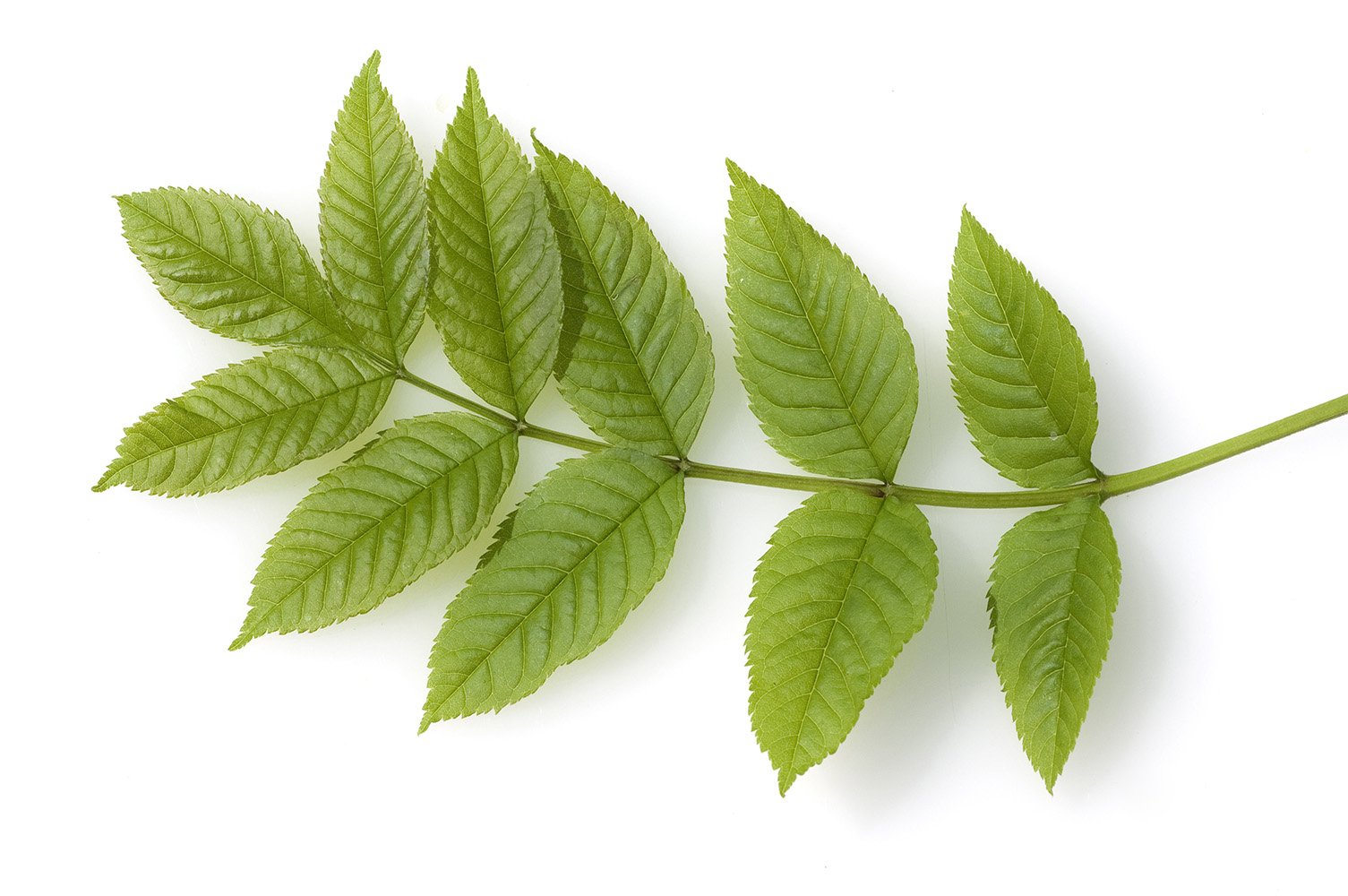 Esche | Natürliche Gesundheit für Ihr Tier