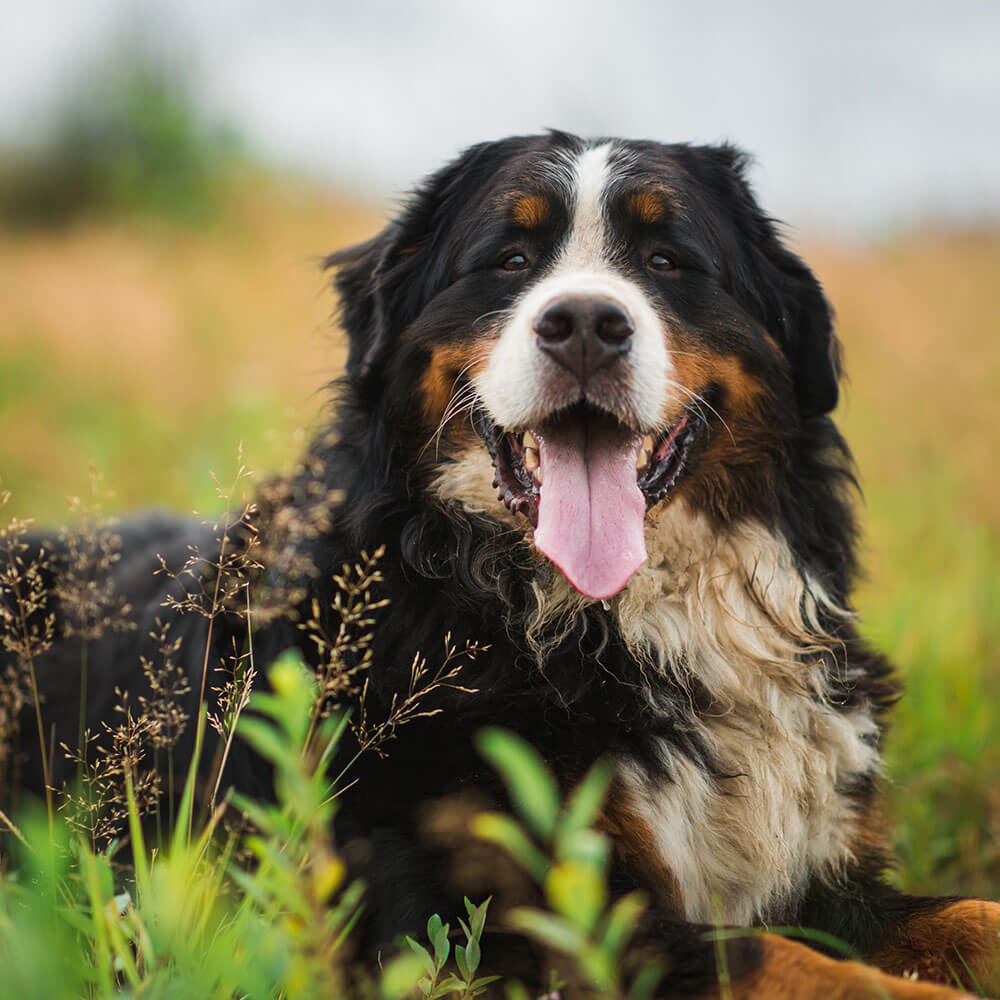 Berner Sennenhund Hunderasse Portrait