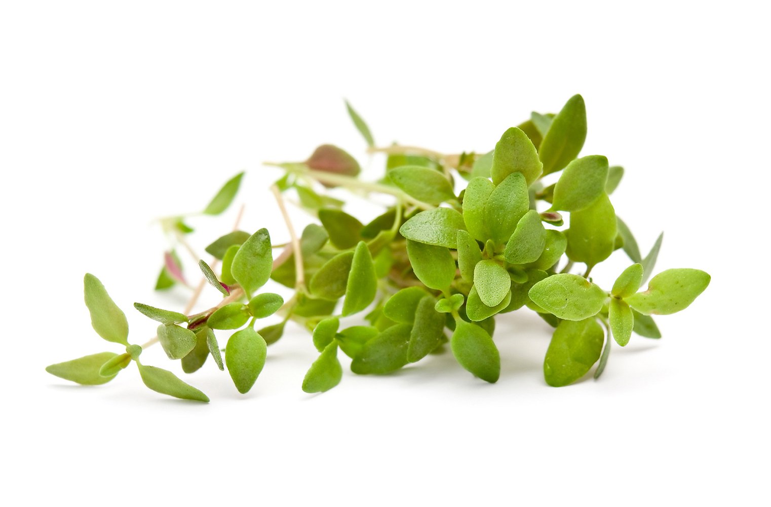Oregano | Natural good Health for your animal