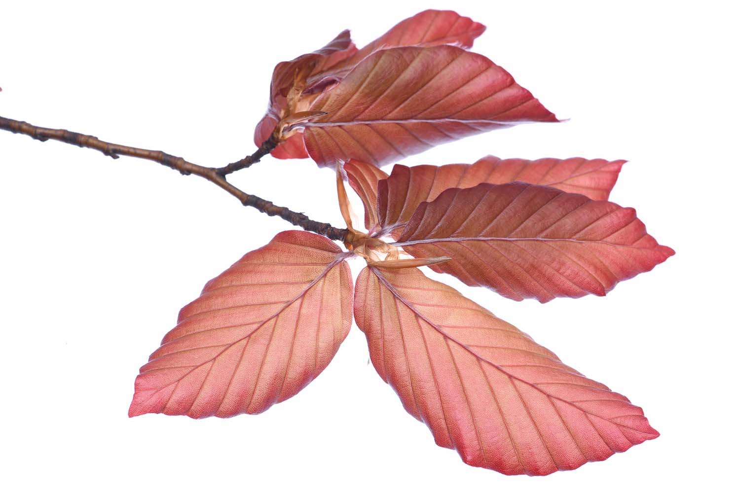 Rotbuche | Natürliche Gesundheit für Ihr Tier