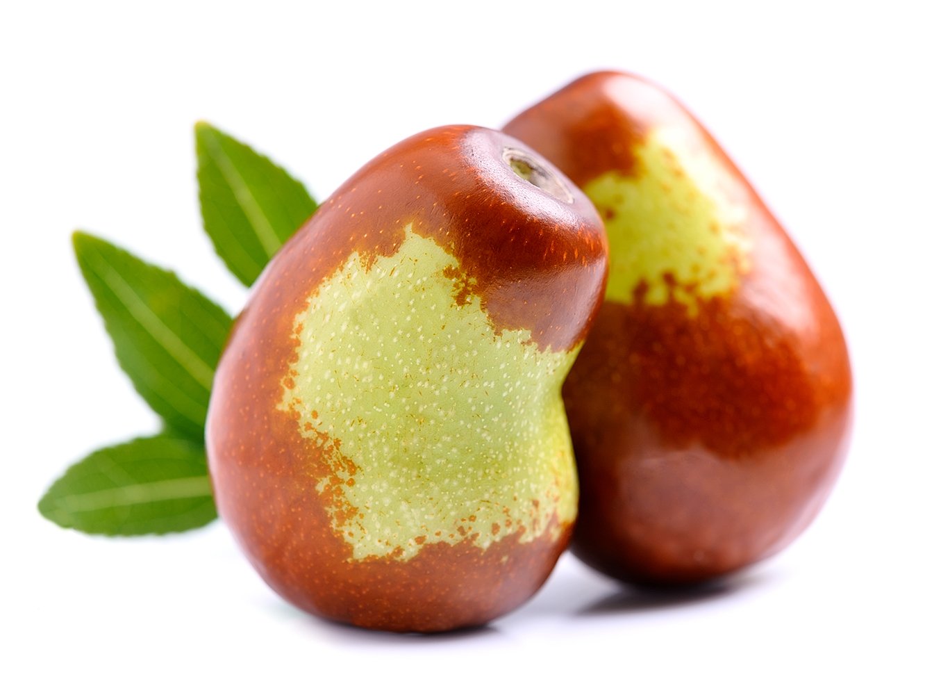 Jojoba | Natural good Health for your animal