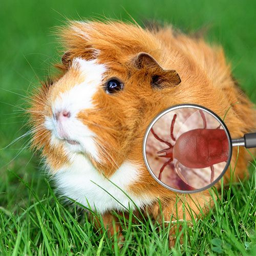 Milben – Sorten, Erkennung, Entfernung