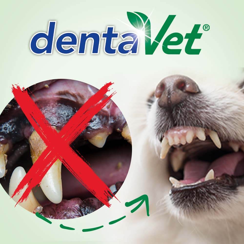 Gesundheitsbibliothek