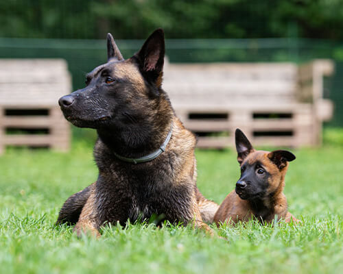 Malinois Hunderasse Portrait. Merkmale der Rasse, Gesundheit, Pflege ...