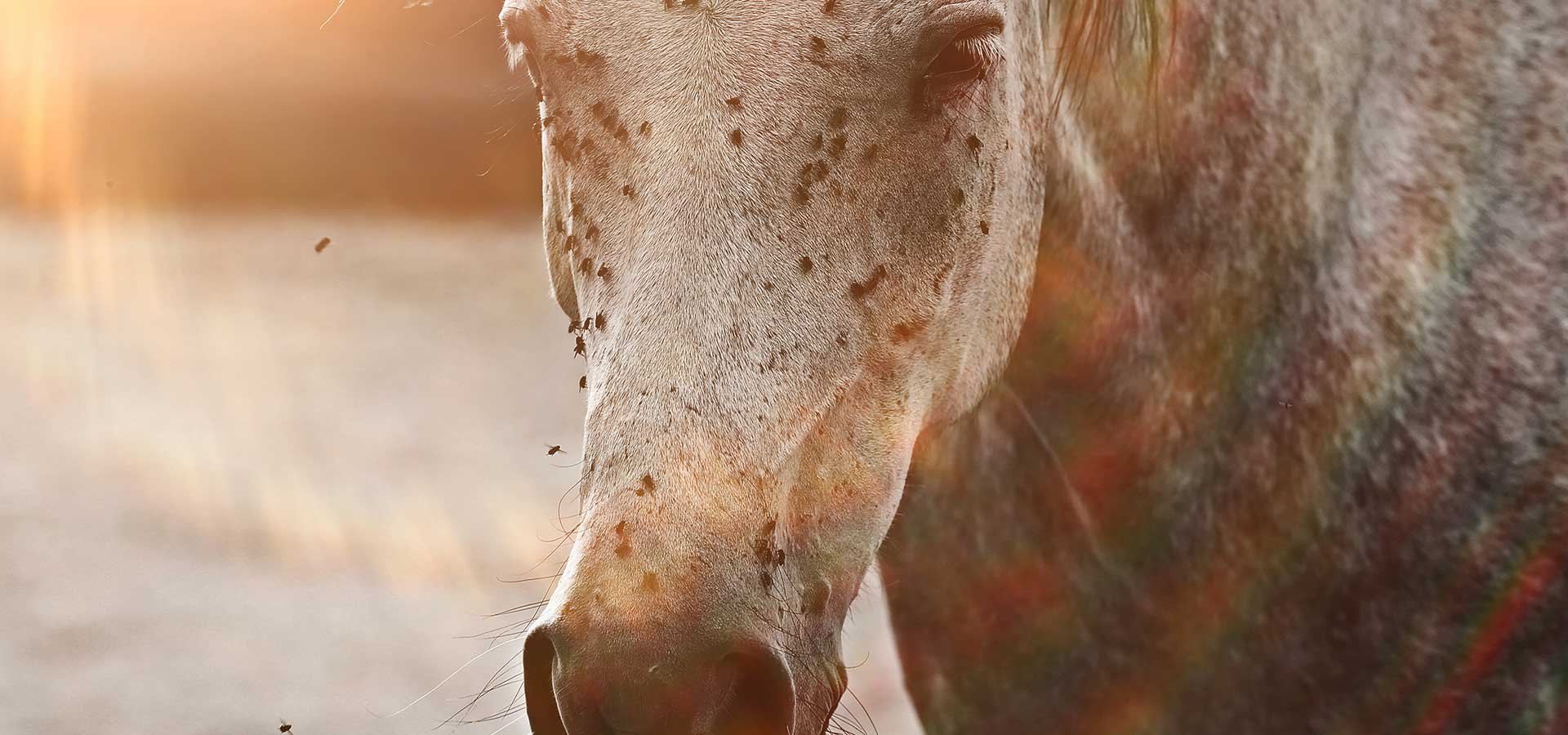 Bremsen und Fliegen bei Pferden