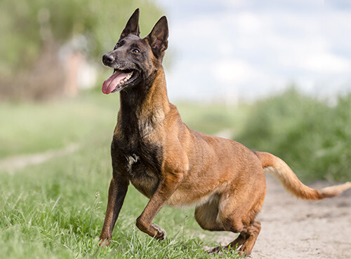 Malinois Hunderasse Portrait. Merkmale der Rasse, Gesundheit, Pflege ...