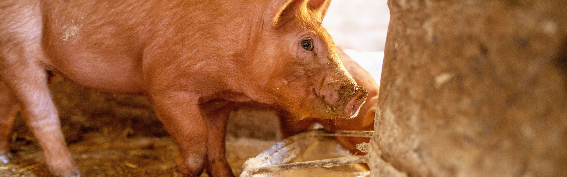 The correct feeding of your pig with cdVet products