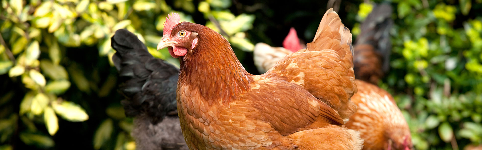 priVet Farming-producten voor pluimvee van cdVet