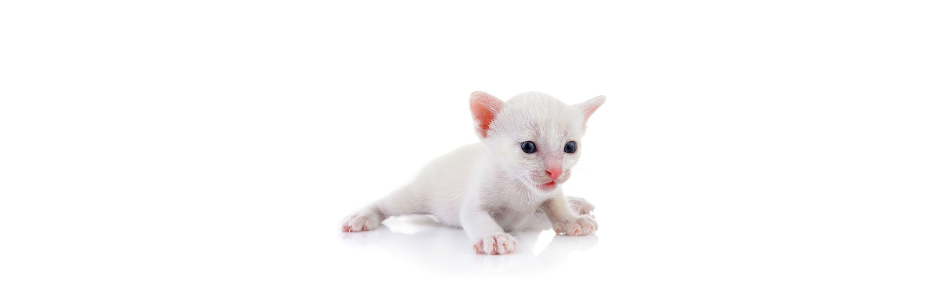 Kittens and breeding – features of care and nutrition