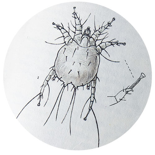 MilbenEx Ohrreinger – Pflege und Reinigung in einem