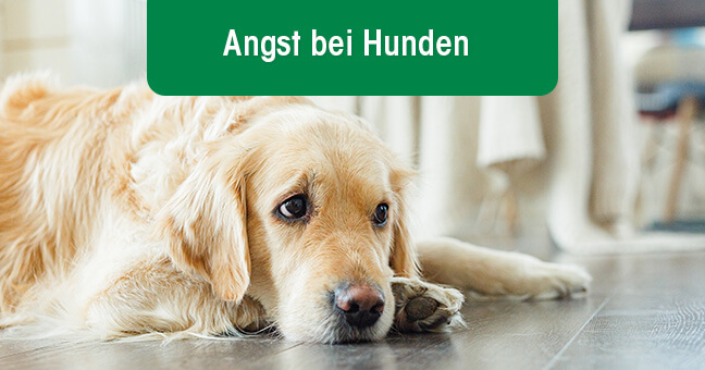 Angst beim Hund: Was ist zu tun?