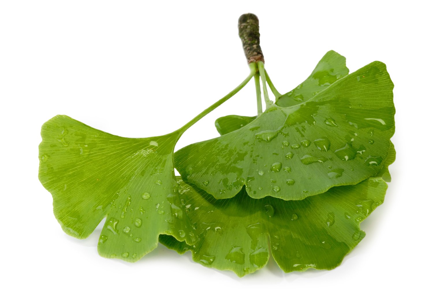 Ginkgo | Natural good Health for your animal