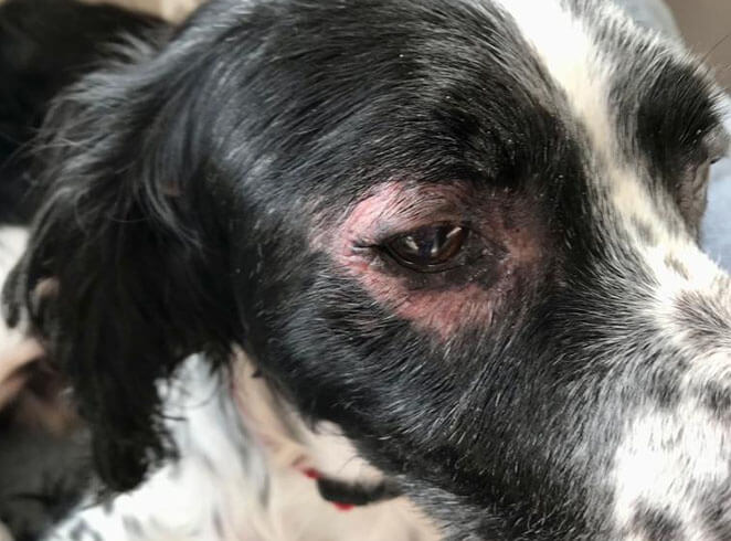 Leishmaniose – Symptome, Behandlung, Ernährung