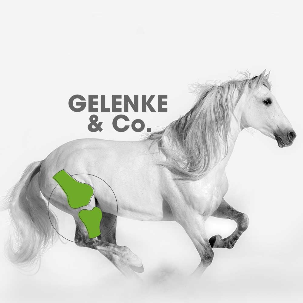 Die Naturprodukte aus dem Hause cdVet für ihr Pferd