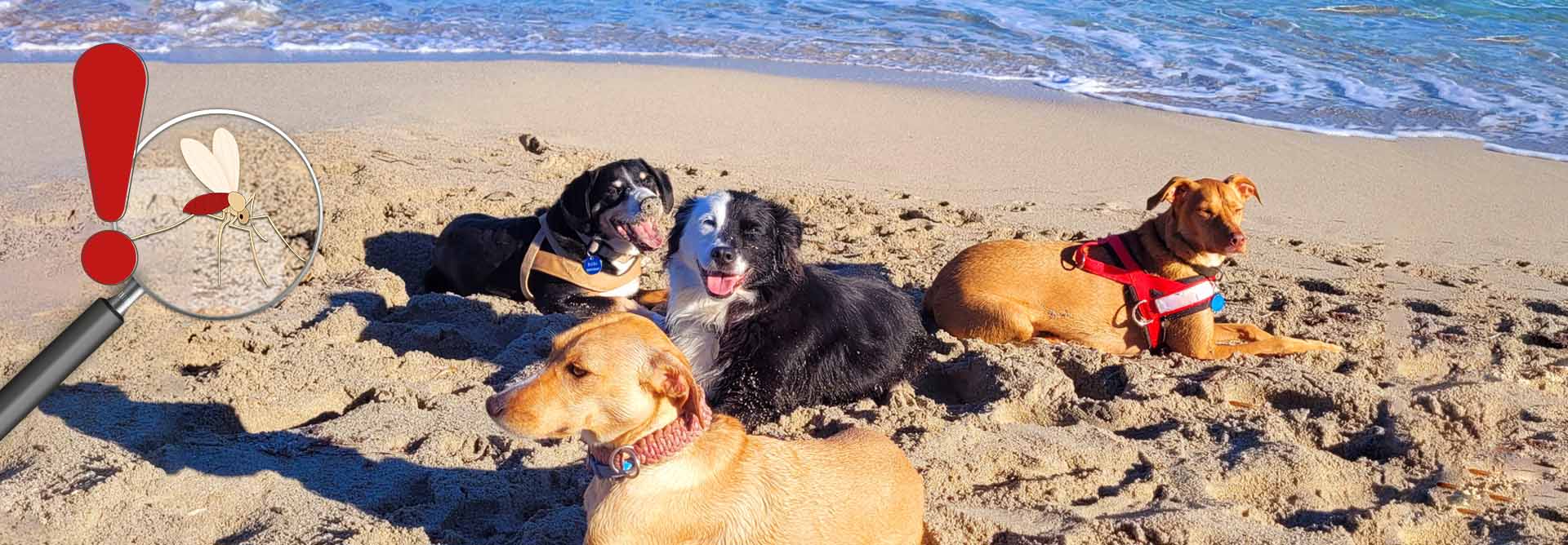 Leishmaniose – Symptome, Behandlung, Ernährung