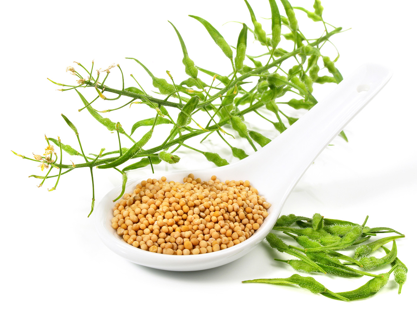 Senf | Natürliche Gesundheit für Ihr Tier