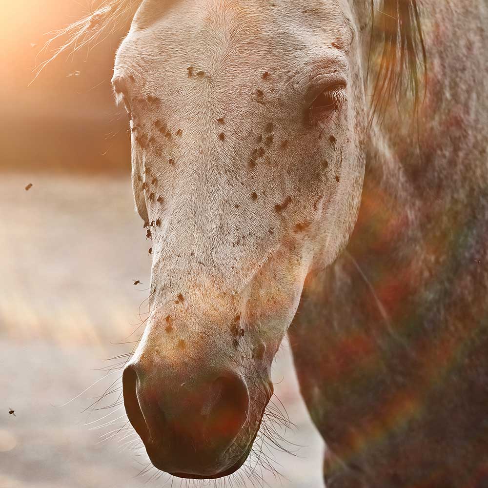 Bremsen und Fliegen bei Pferden