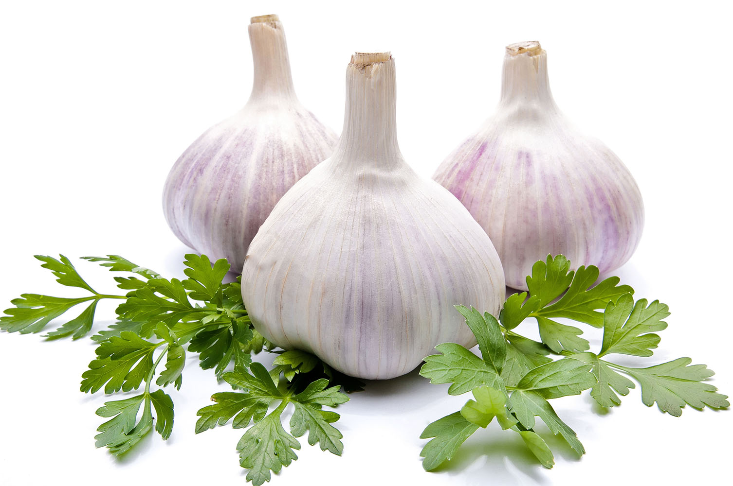 Knoblauch | Natürliche Gesundheit für Ihr Tier