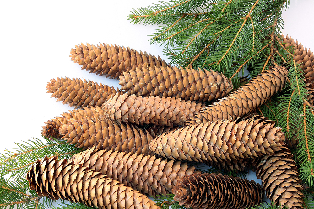 Fichte | Natürliche Gesundheit für Ihr Tier